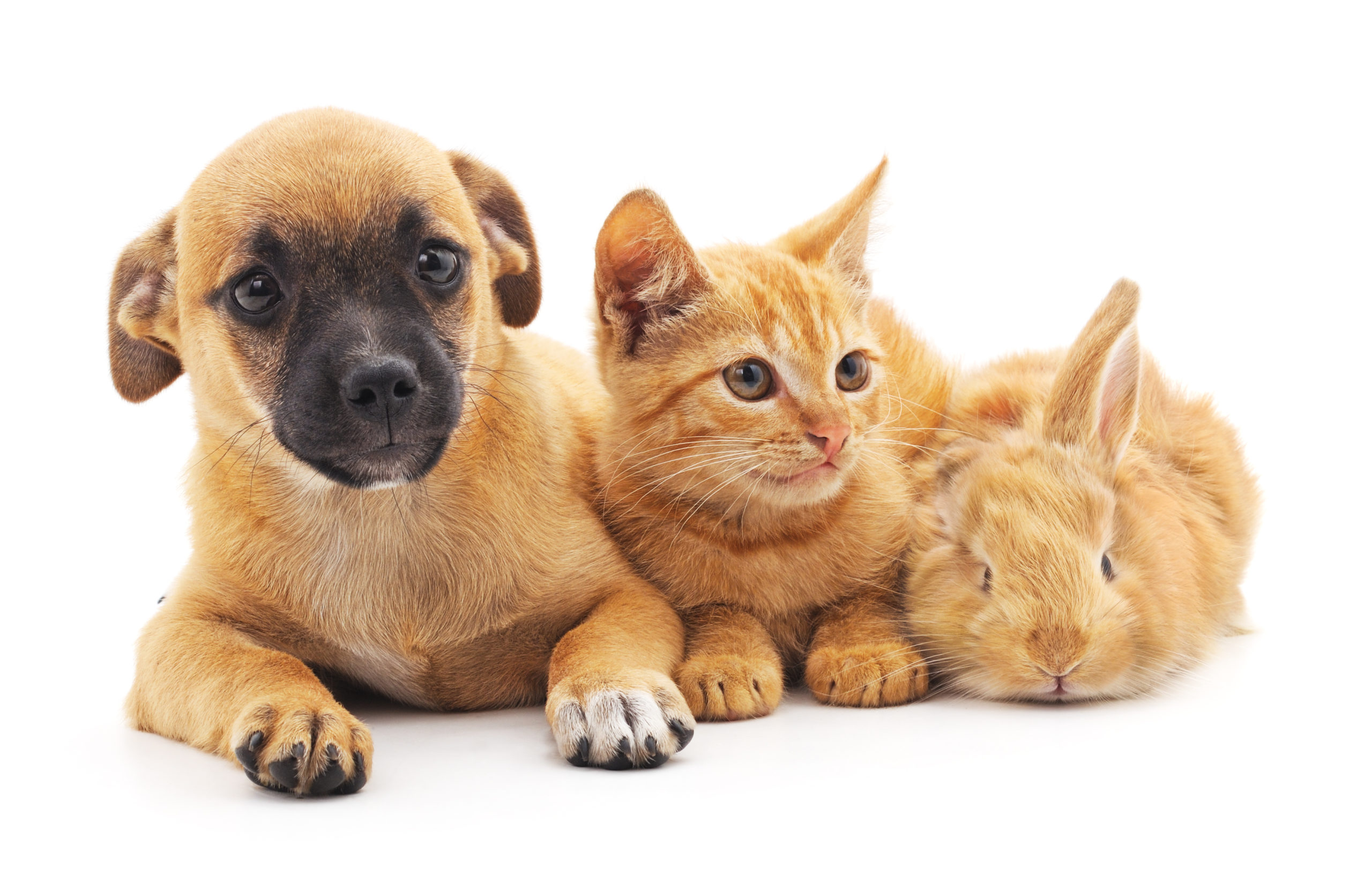 National Pet Month 2020 - British Veterinary Nursing AssociationBritish ...