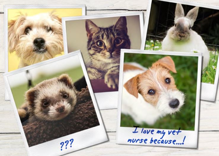 VNAM 2021: Downloadable Visual Aids - British Veterinary Nursing ...