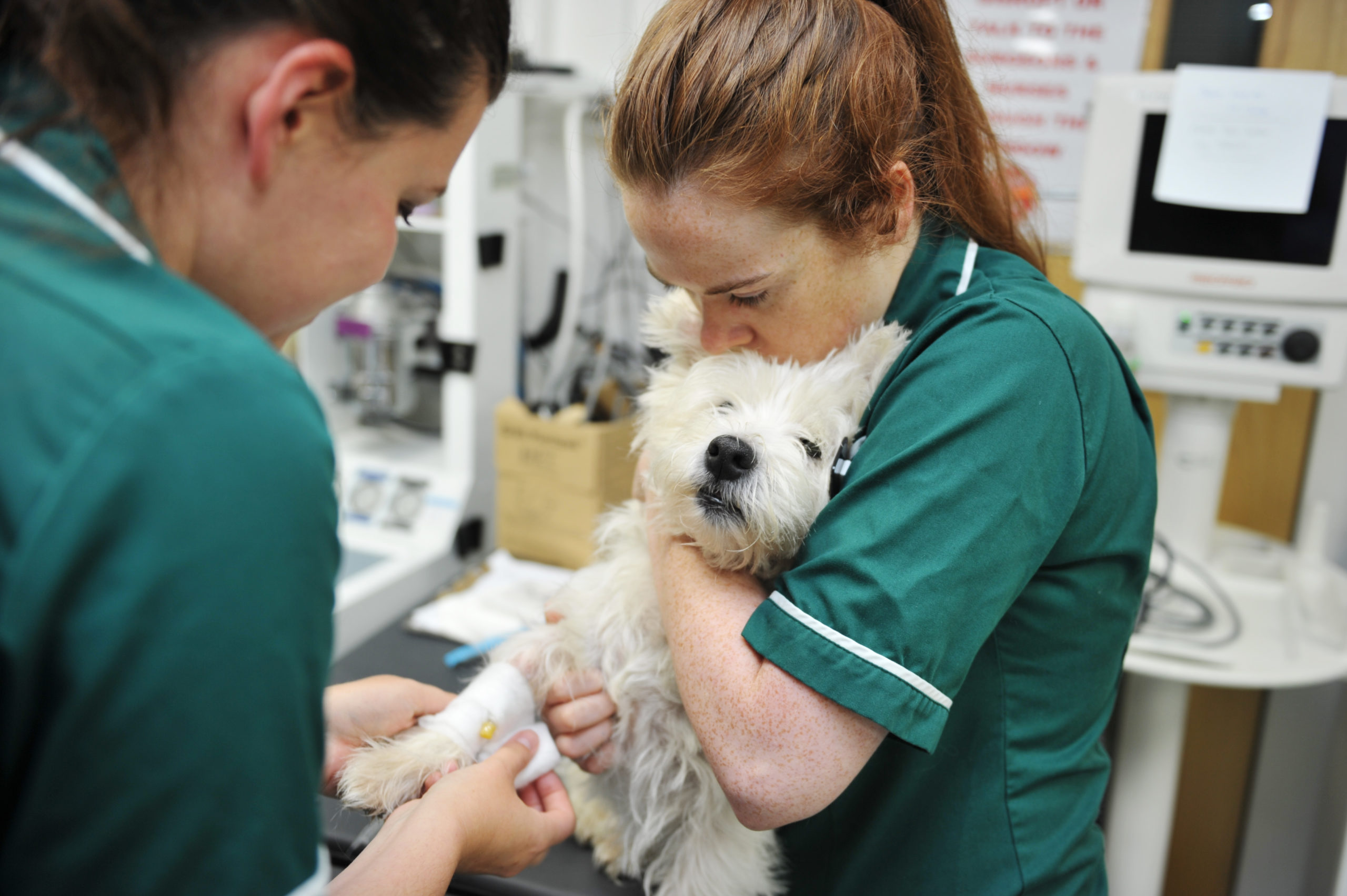 National Careers Week 2020 - British Veterinary Nursing ...