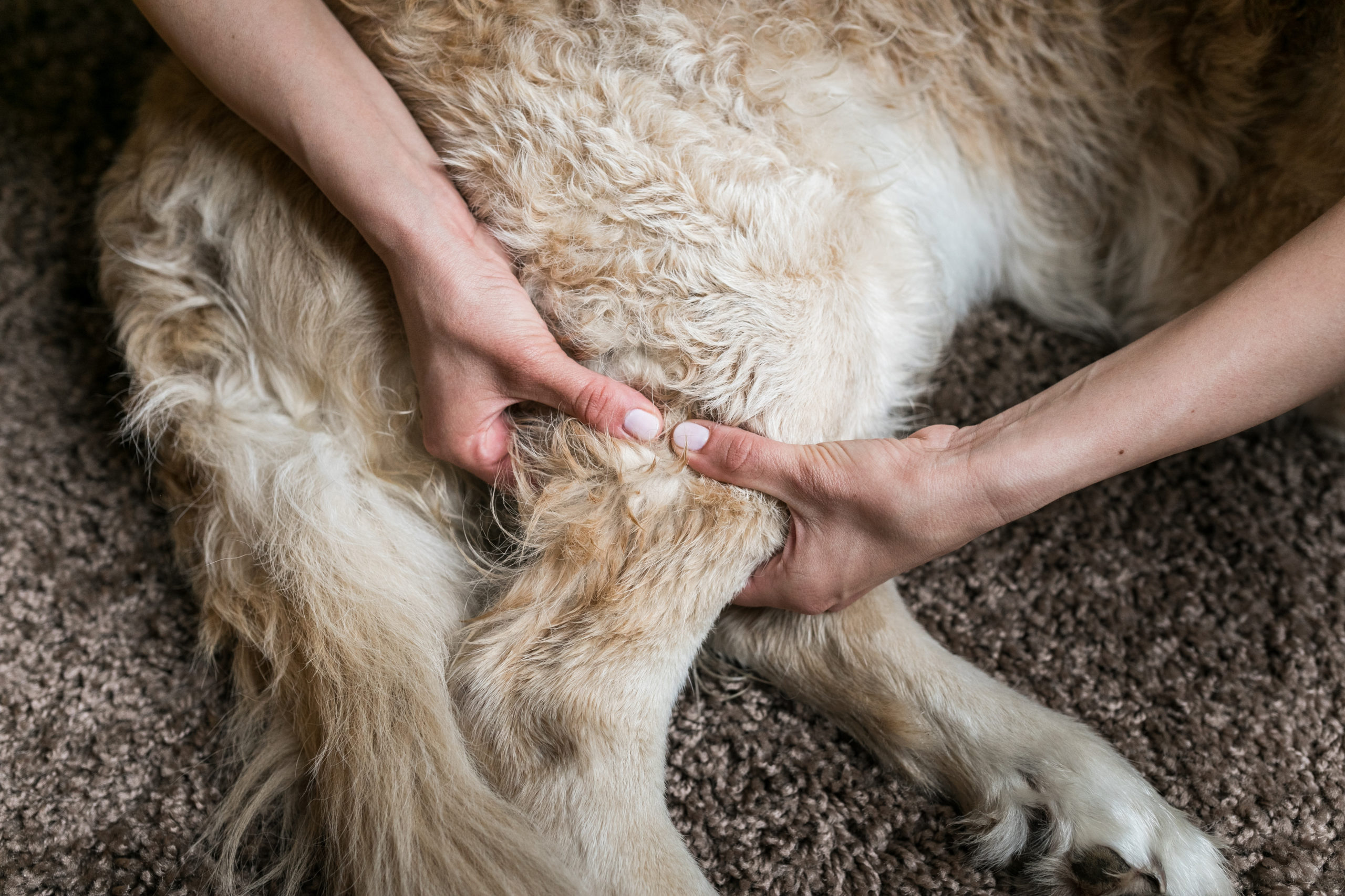 National Complementary Therapy Week 2020 - British Veterinary Nursing ...