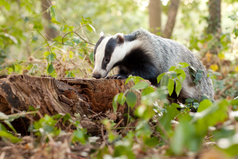 National Badger Day - British Veterinary Nursing AssociationBritish ...