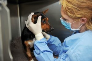 The effects of PPE and implemented guidelines on the behaviour of ...