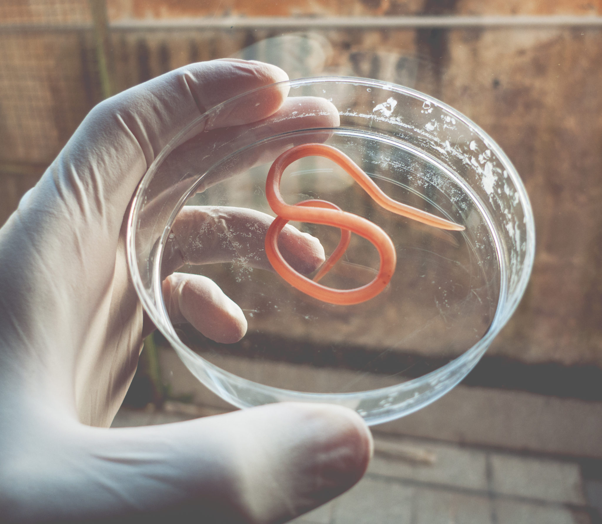 Rotten Roundworms - Parasite Webinar Series - BVNABritish Veterinary ...