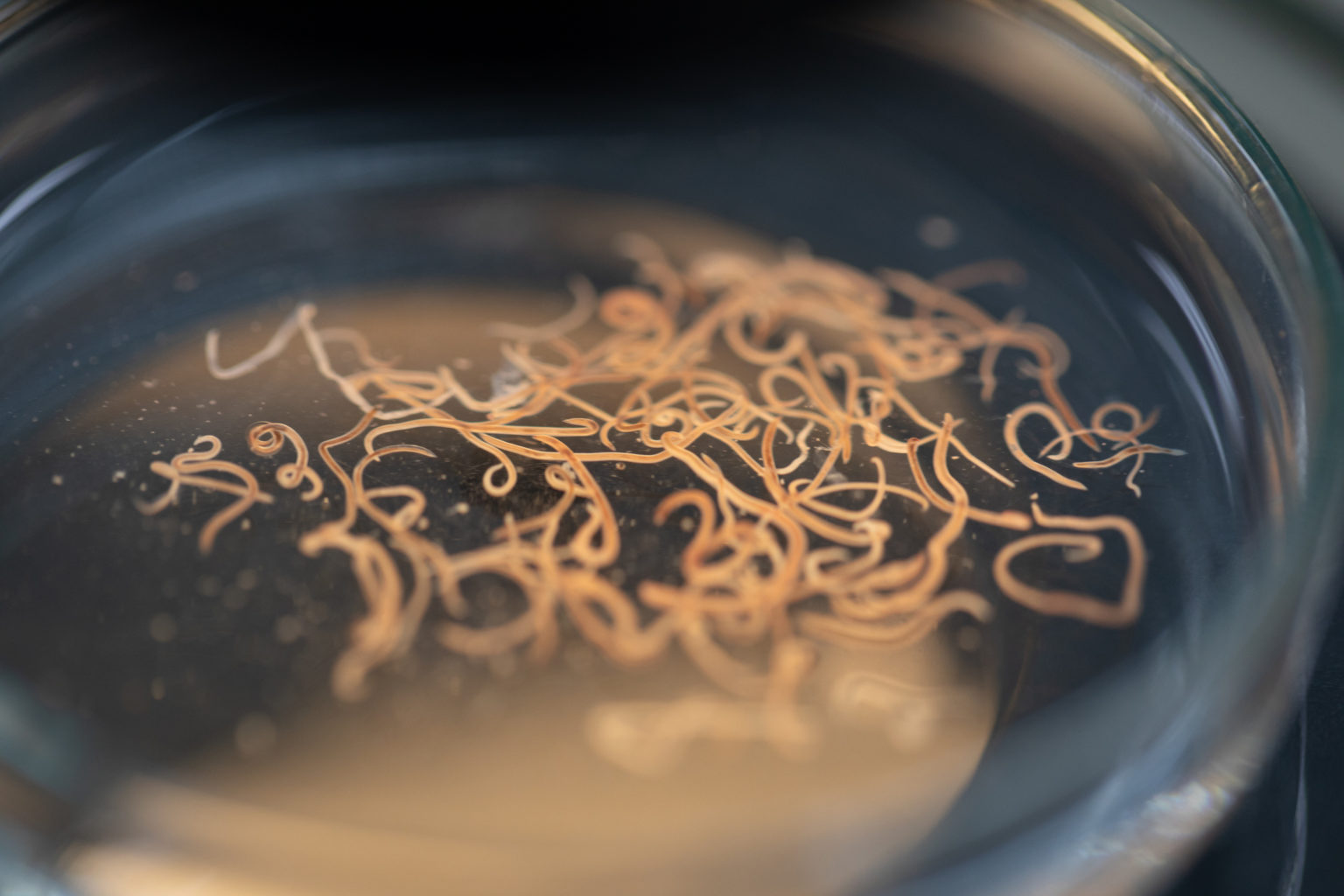 Treacherous Tapeworms - Parasite Webinar Series - BVNABritish ... Treacherous Tapeworms - Parasite Webinar Series - BVNABritish ...