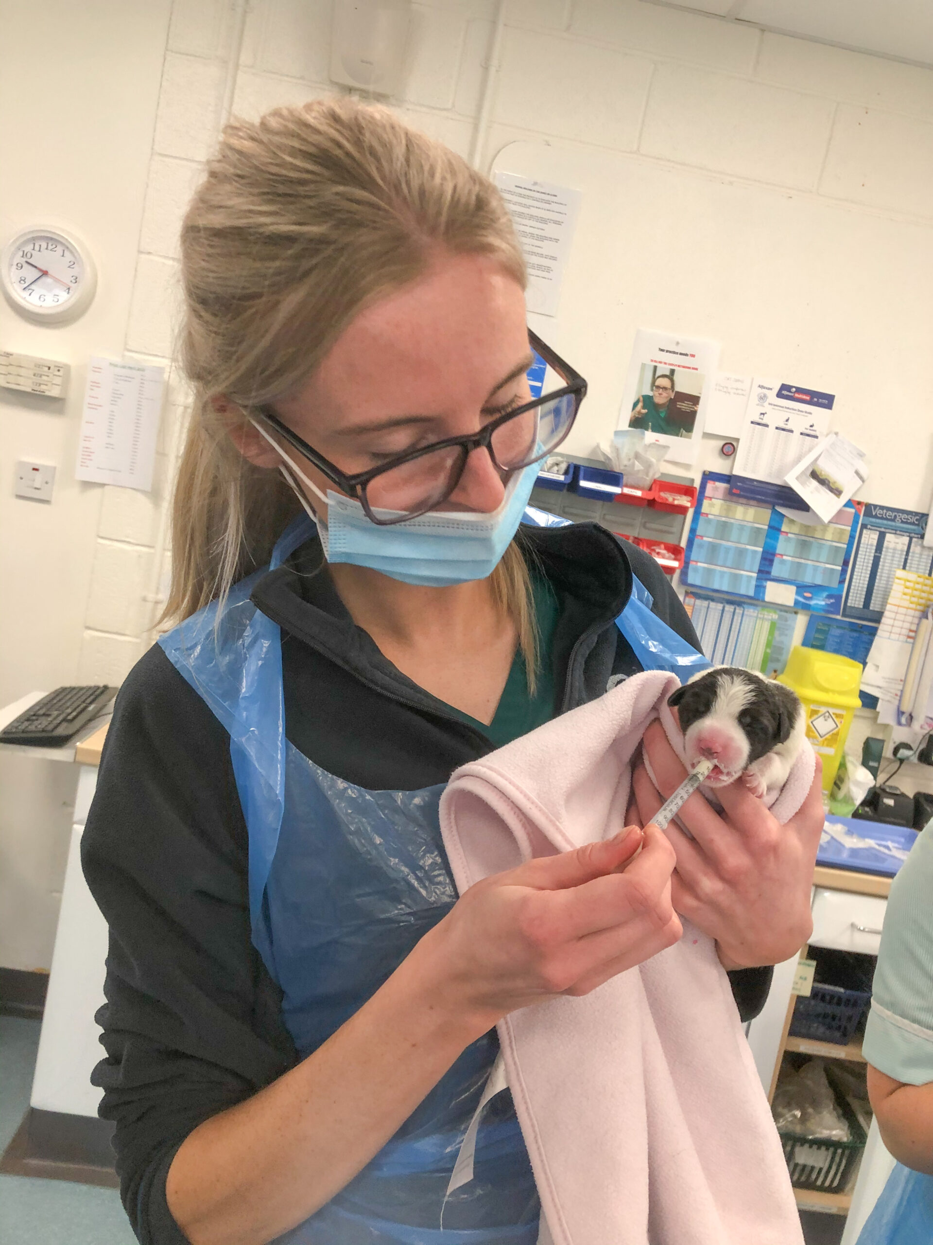 BVNA Student and New RVNs Toolkit - British Veterinary Nursing AssociationBritish Veterinary ...