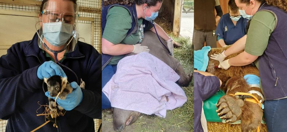 Life as a wild animal veterinary nurse #VNAM2022 - British Veterinary ...