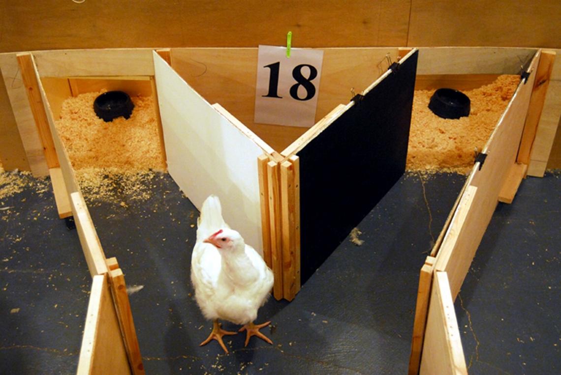 Academic study, wallpapering chicken pens and a ’roach in your knicker ...