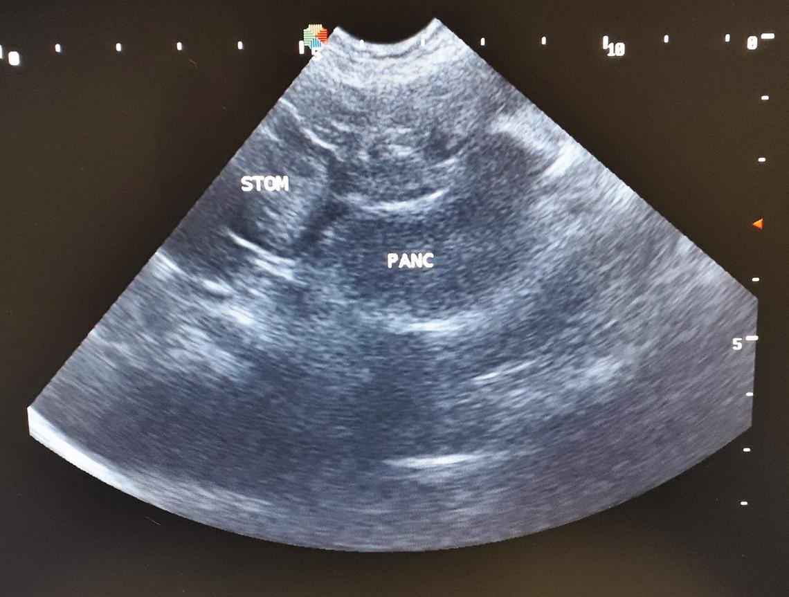 Acute canine pancreatitis – diagnosis and treatment by Sarah Whiteman ...