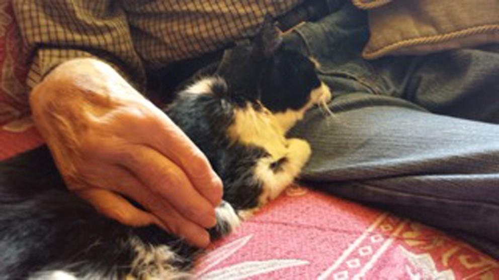Getting the best result at the end using animal hospice by Susan ...