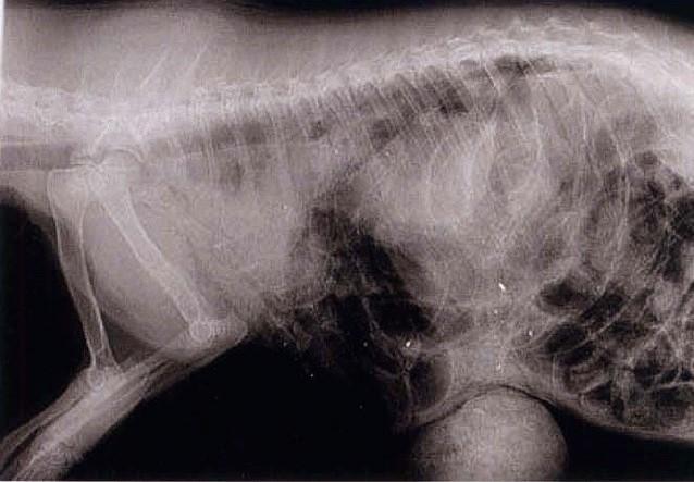 Badgers and TB - an update by R S Broadbent - British Veterinary ...