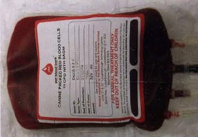 Blood transfusions in the dog and cat by Sarah Louise Day - British ...