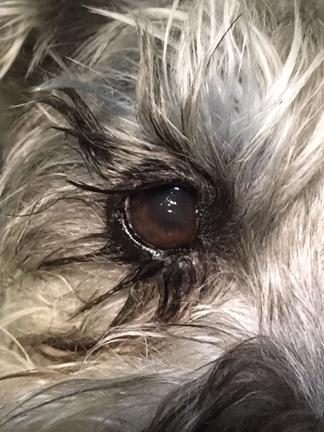 Cataract Surgery in Dogs by Sian Woodham-Davies - British Veterinary ...
