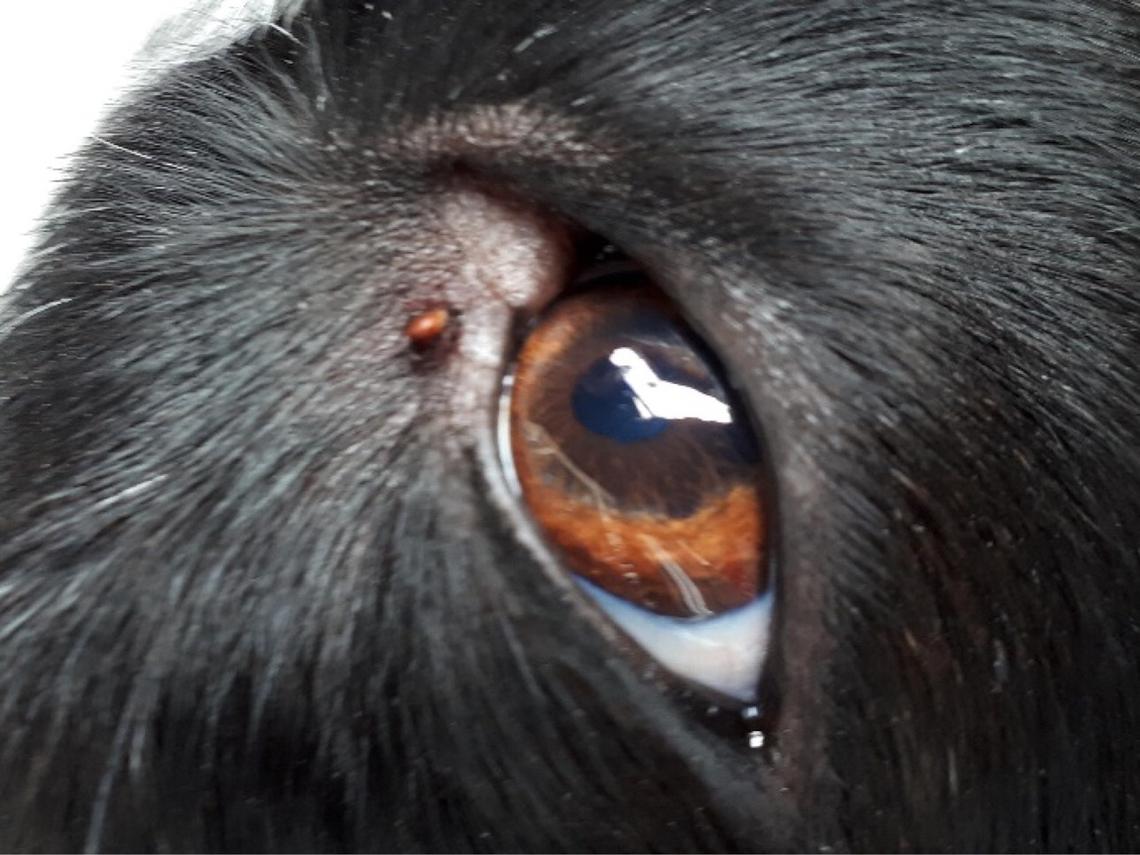Crossing ticks – educating pet owners about tick paralysis in ...