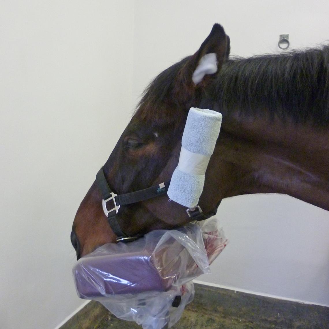 A nursing approach to the equine standing surgical patient by Suzanne ...