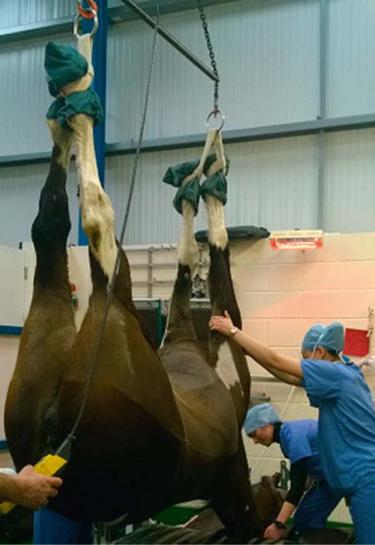 The equine theatre suite design and implementation by Catherine Lane ...