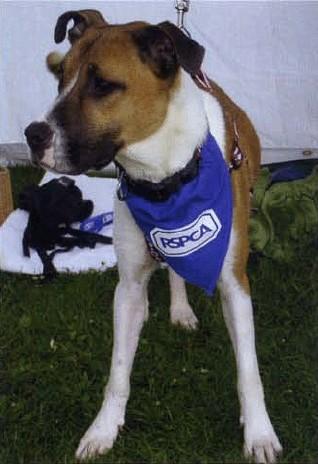 In pursuit of excellence by Scott Parry - British Veterinary Nursing ...