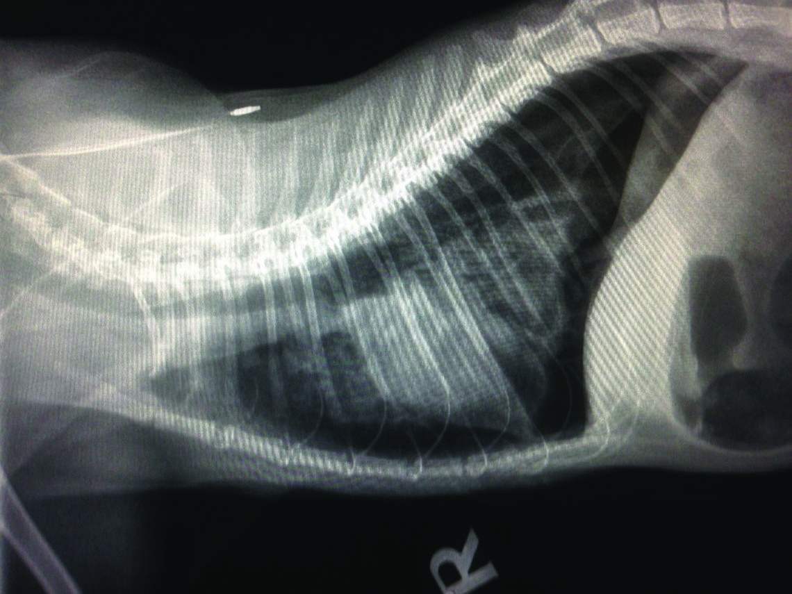 Anaesthesia for feline tracheal avulsion surgery – the nurse’s role: a ...