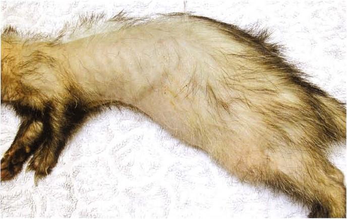 Adrenal Gland Disease In Ferrets By John Chitty British Veterinary Nursing Associationbritish