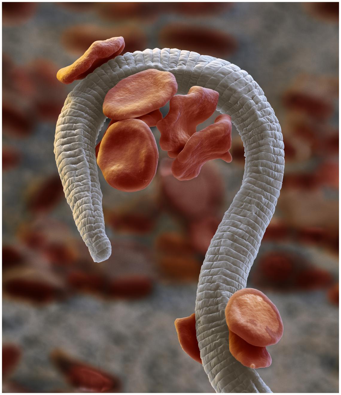 Canine heartworm – an ever-present threat by Dr Catriona Curtis ...