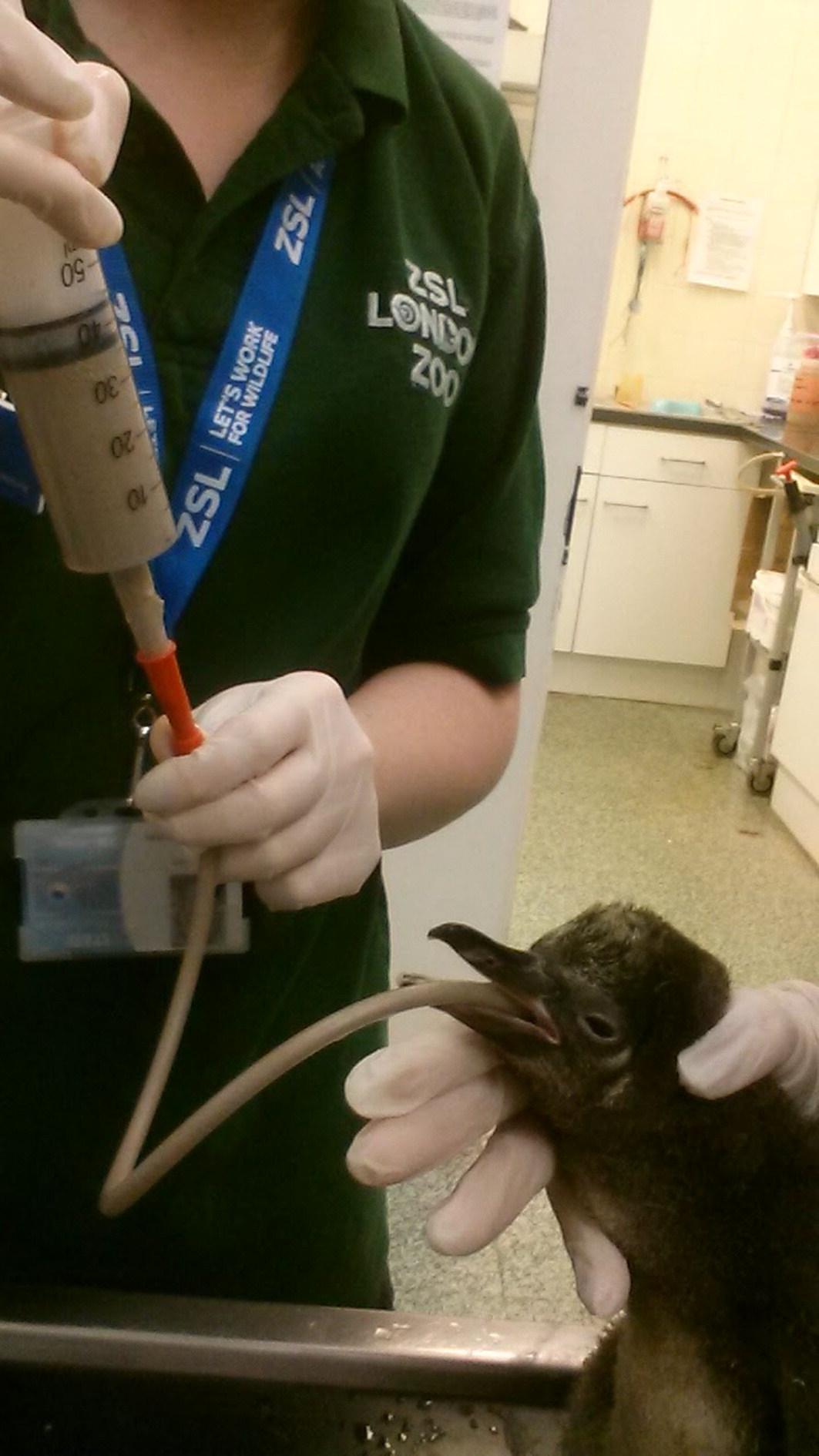 Veterinary nursing of a dyspnoeic juvenile Humboldt penguin Spheniscus ...