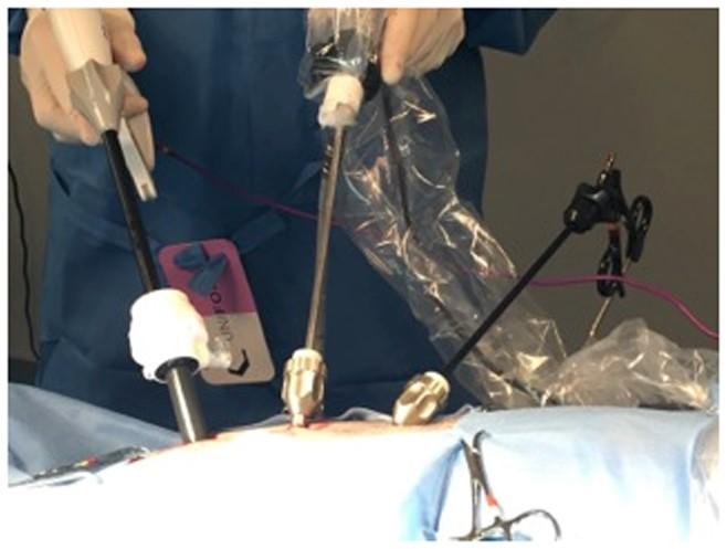 Laparoscopic spay by Cathy Woodlands - British Veterinary Nursing ...