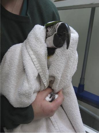 Nursing of large psittacines in practice by Fiona Froehlich and Neil ...