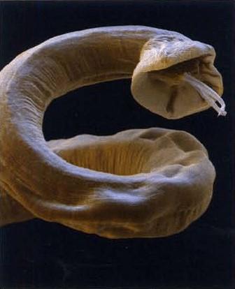 Lungworm in dogs an update by Bizzy Allen-McClure - British Veterinary ...