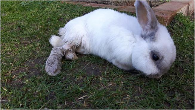 Management of chronic pain in rabbits: Don’t pull your ‘hare’ out! by ...