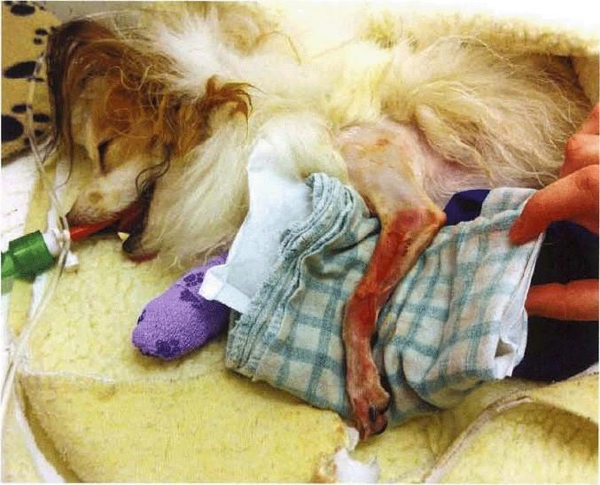 Immediate postoperative recovery- Part 2 by Julian Hoad - British ...