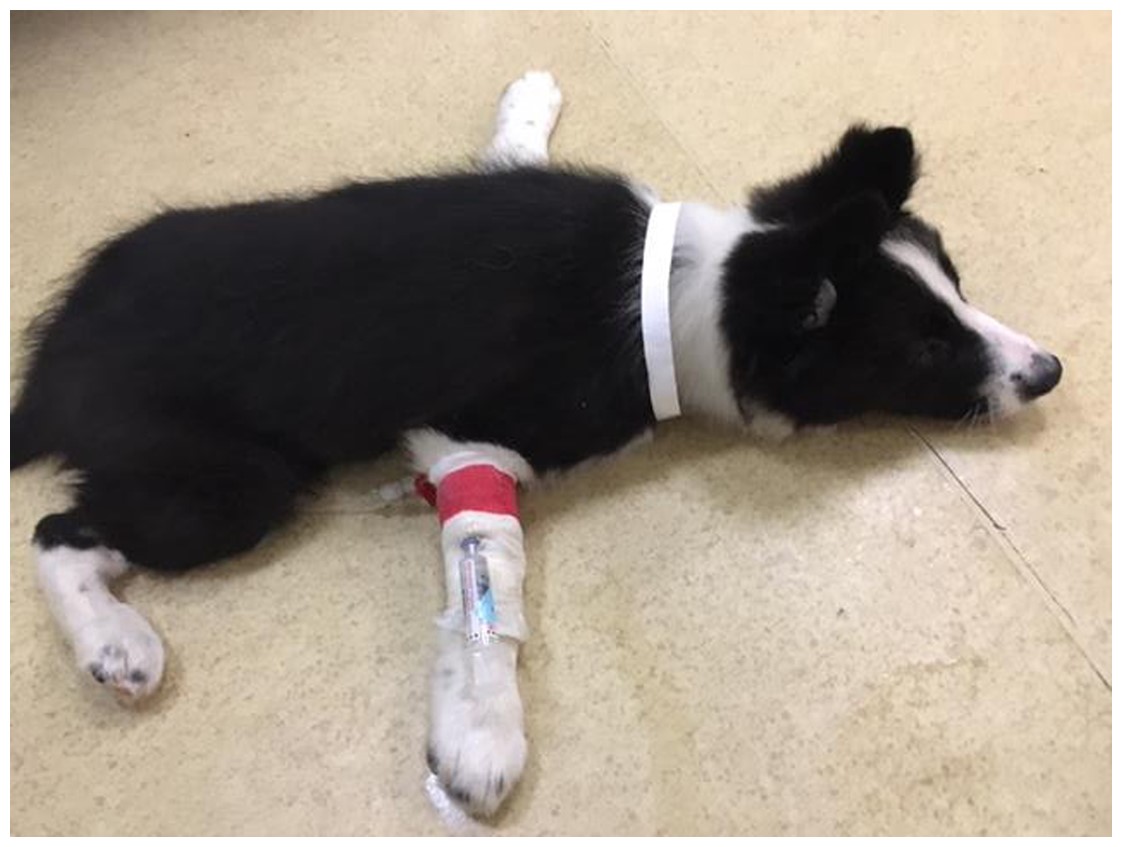 Nursing the tetanus patient by Samantha Barber - British Veterinary ...