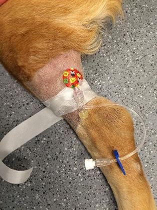 Introducing the Ward Phlebitis Scoring Chart 2018: A reflective and ...