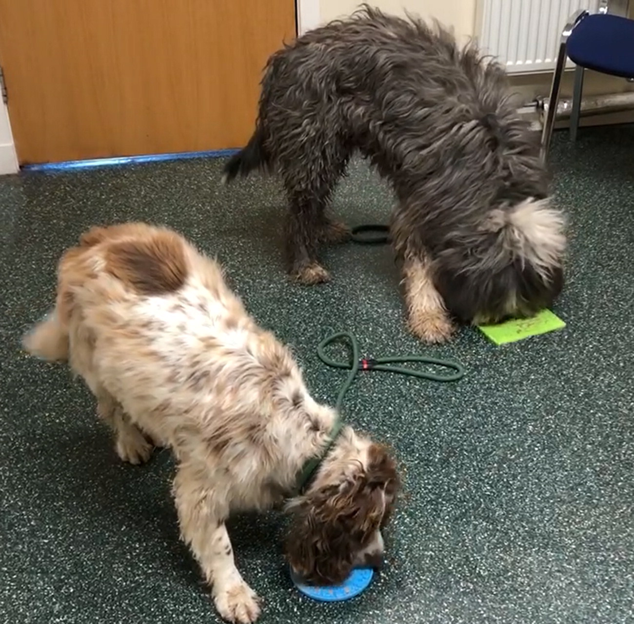 Let’s talk handling: how to keep your canine patients’ tails wagging ...