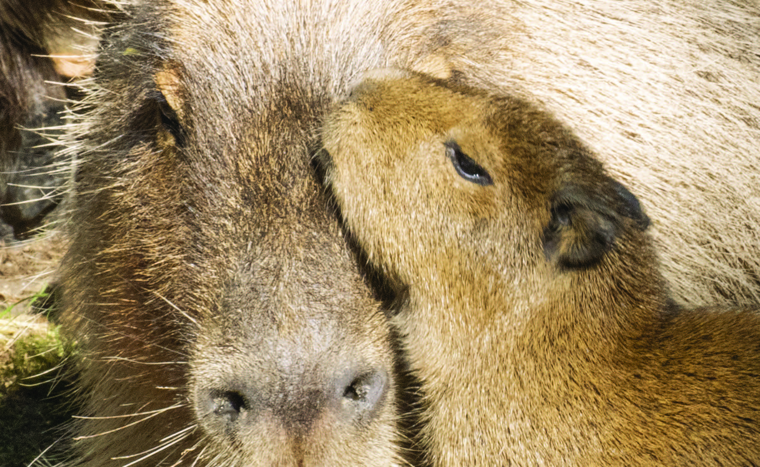 Management of forelimb wounds in a juvenile captive capybara - British ...