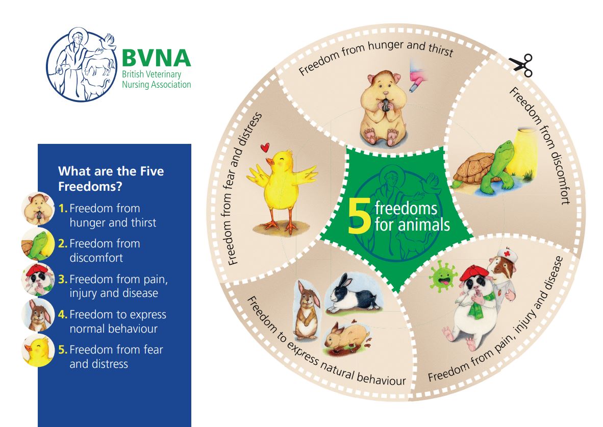 BVNA Welfare of Pets in Schools Toolkit - British Veterinary Nursing AssociationBritish ...