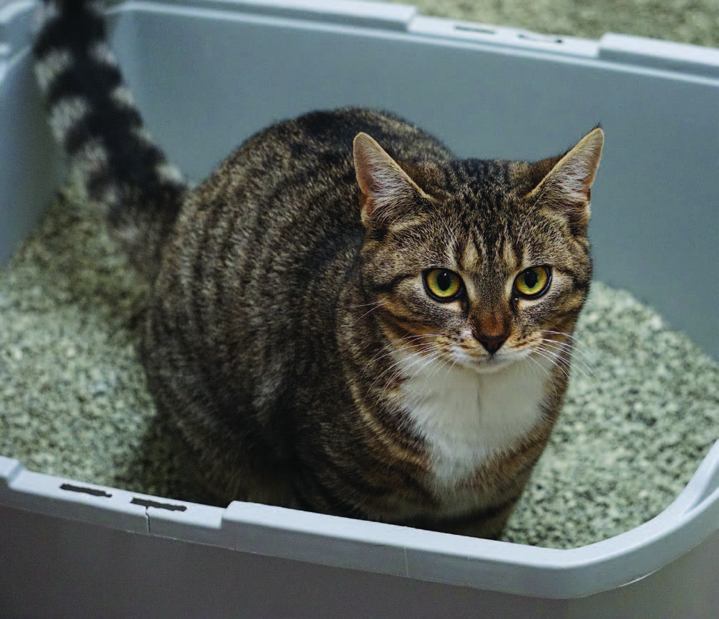 Feline behaviour Part 2 Inappropriate elimination - British Veterinary ...