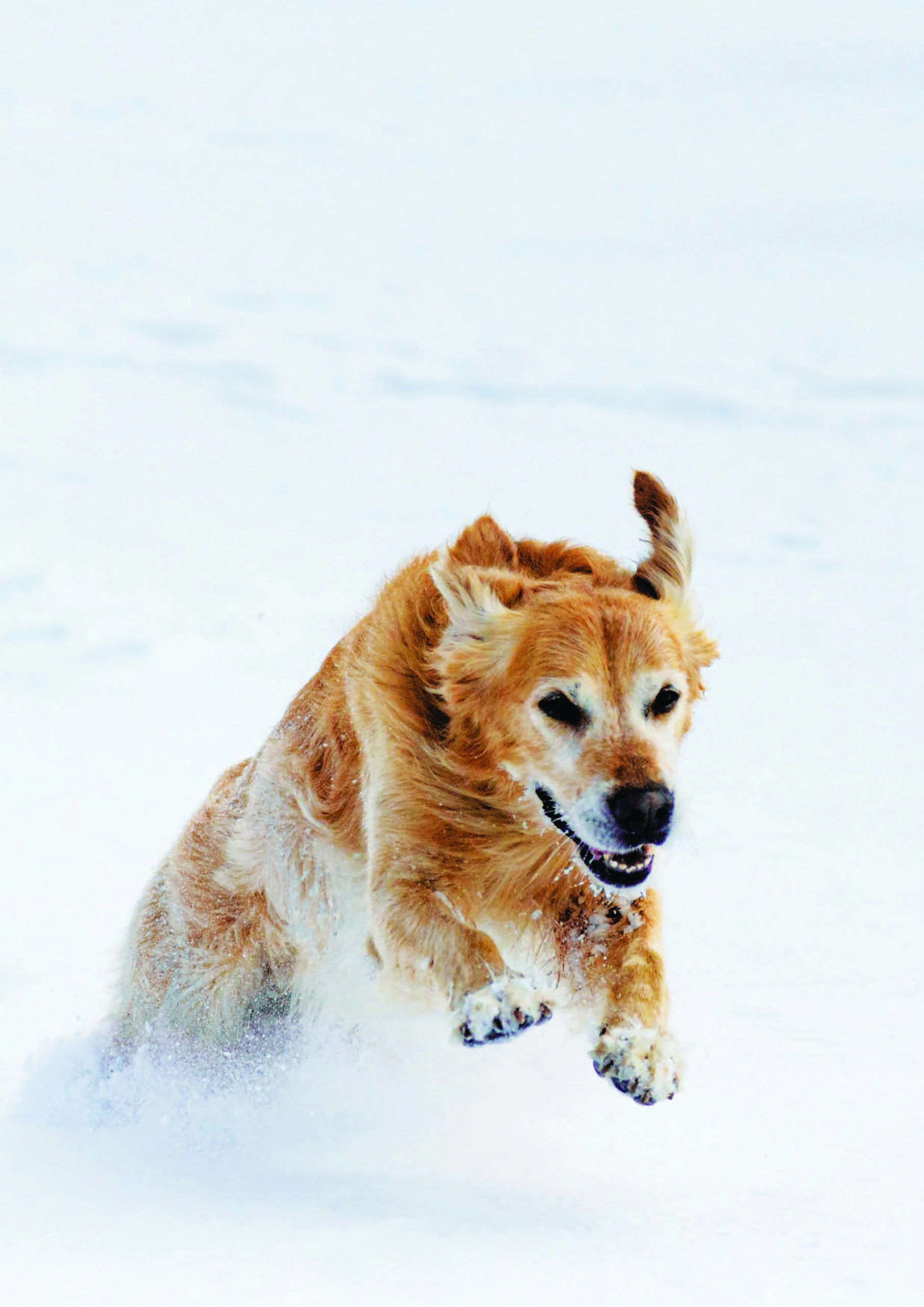December 2022 VNJ - British Veterinary Nursing AssociationBritish ...