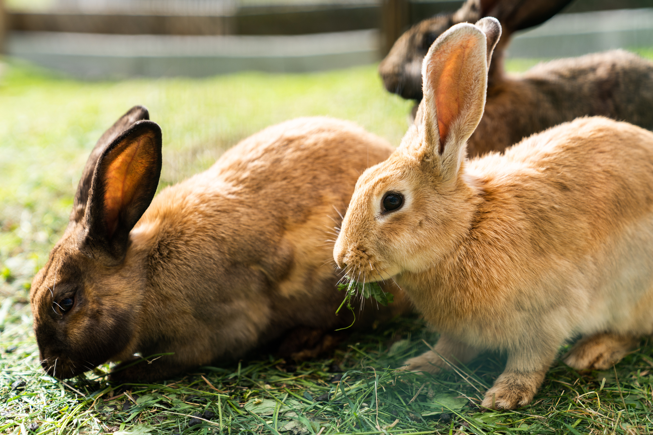 Let's Talk Rabbit Welfare - British Veterinary Nursing ...