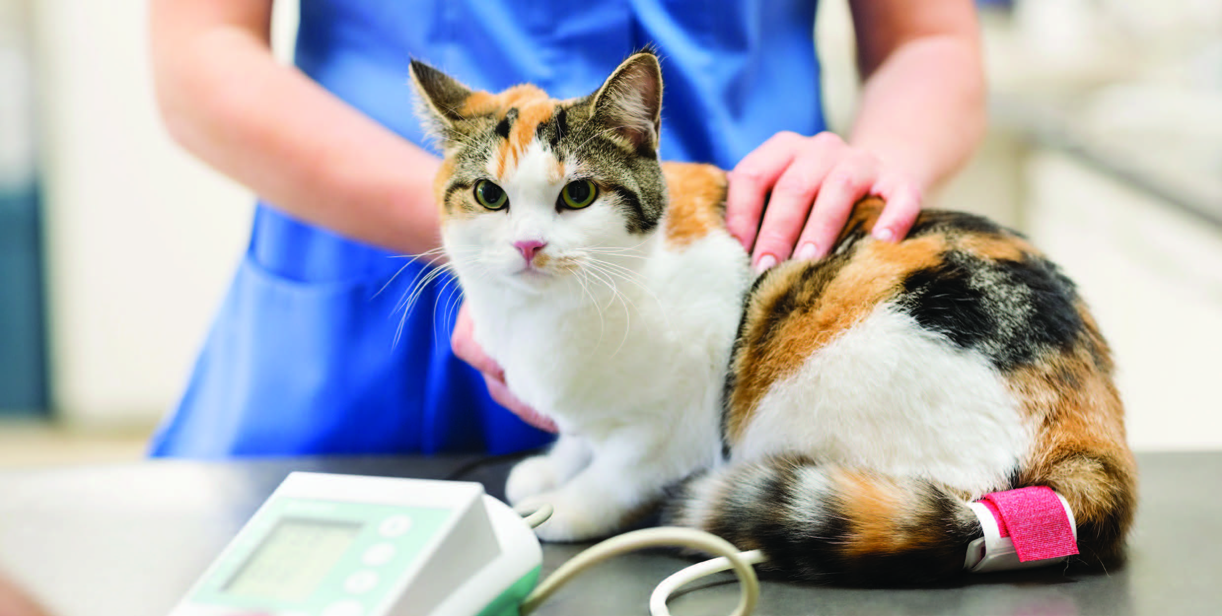 Nursing care of feline cardiomyopathy: A patient care assessment ...