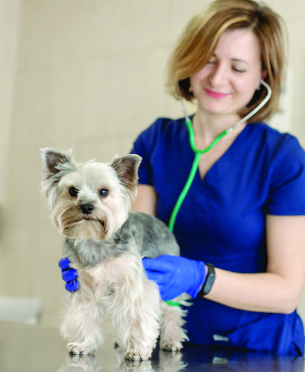 Understanding the cardiovascular system - British Veterinary Nursing ...