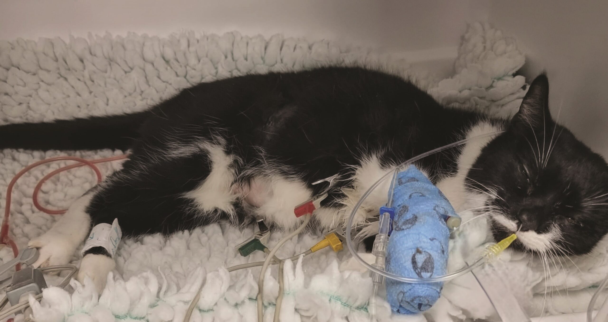 Critical nursing care of feline urethral obstruction - A case study ...