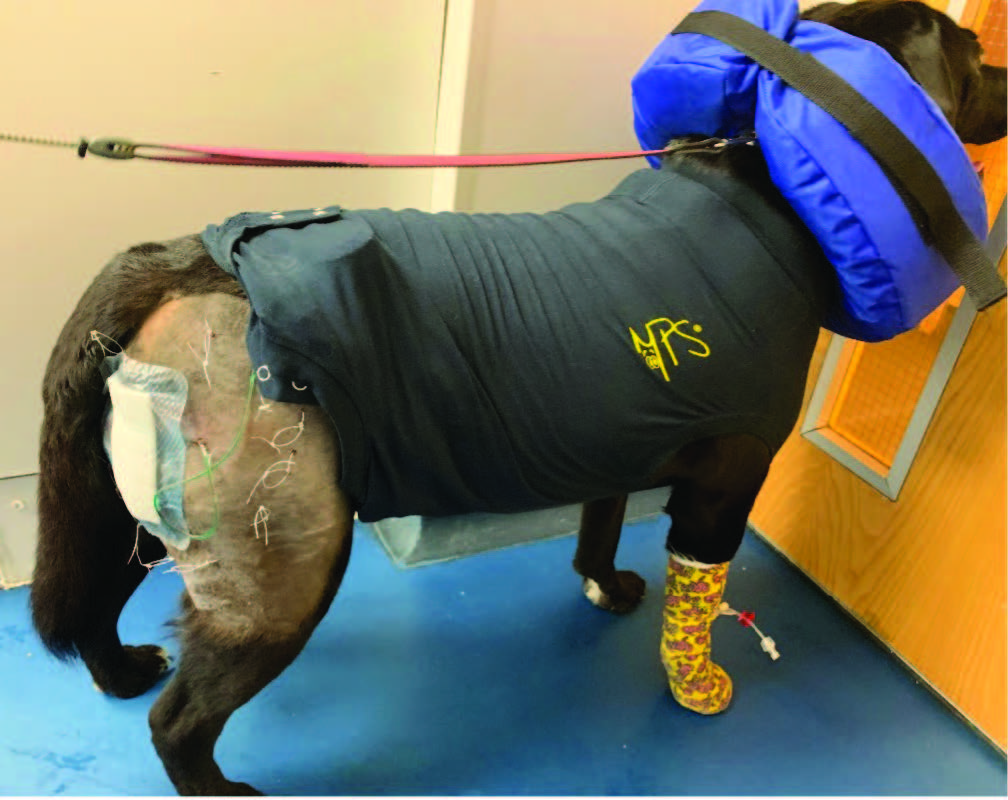 Postoperative wound complications: prevention of surgical site ...