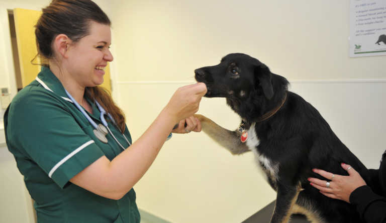 Language – how important is it for dogs and cats under veterinary care ...