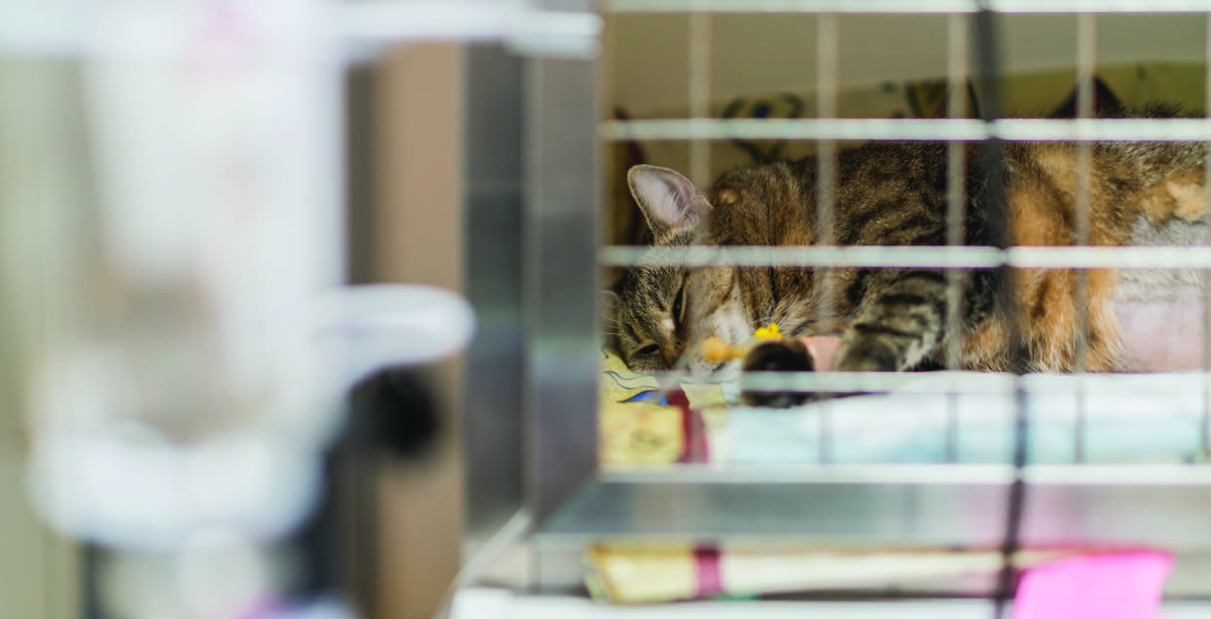 Inpatient rest – what can we do? - British Veterinary Nursing ...