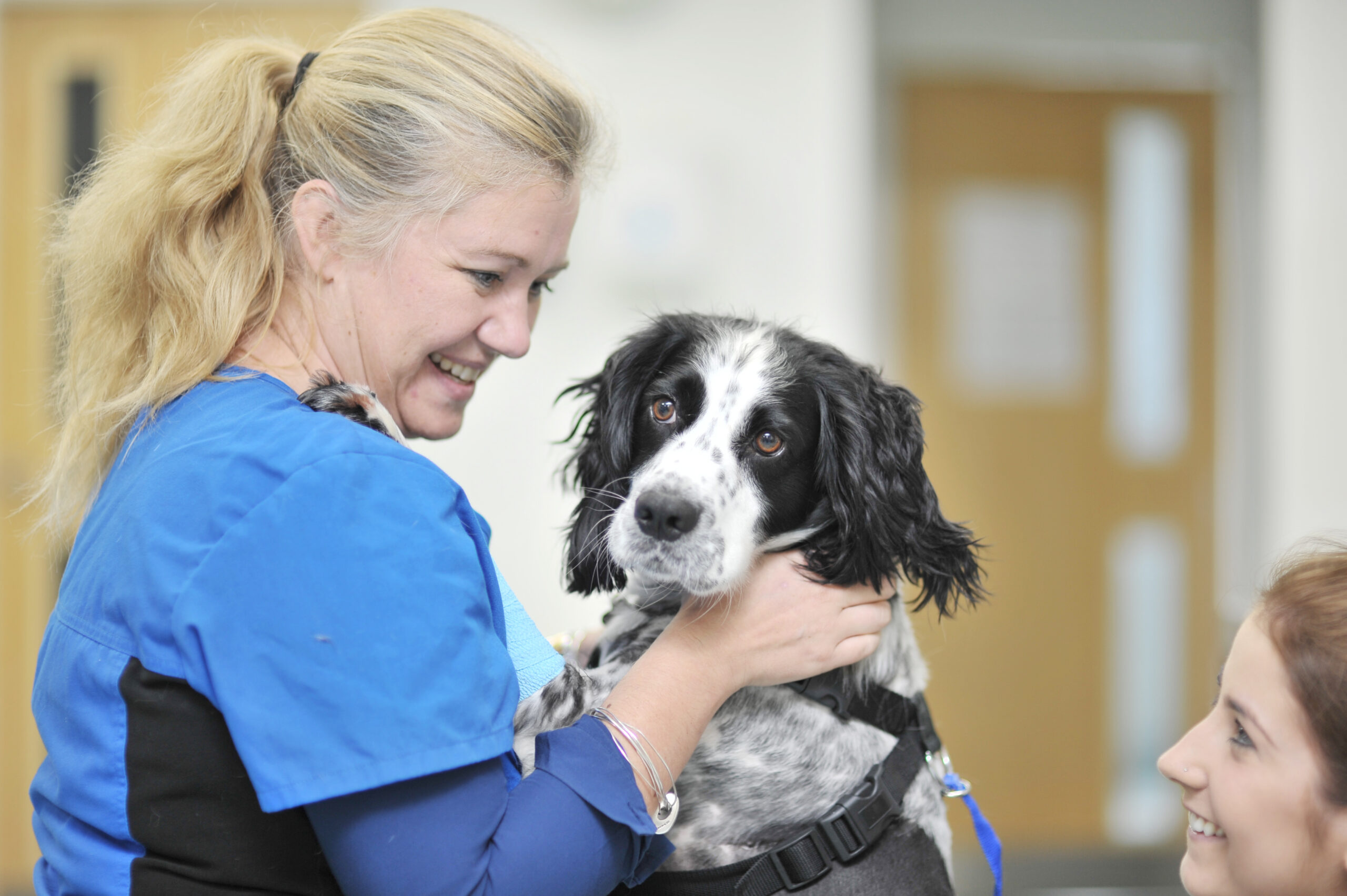 BVNA responds to new RCVS workforce model - British Veterinary Nursing ...