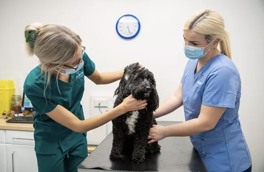 The British Veterinary Nursing Association – We’re here for Veterinary ...