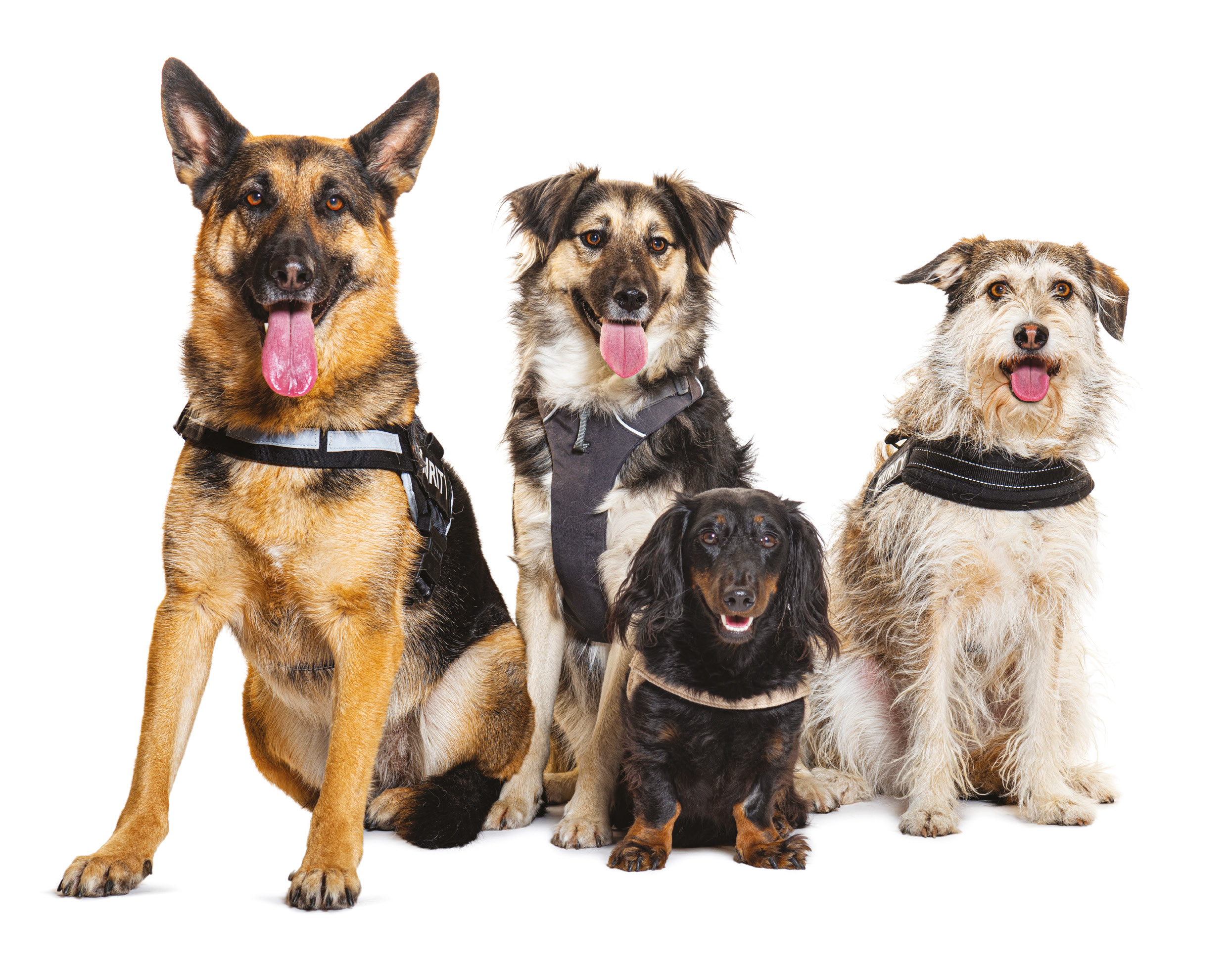 Harnessing a dog's potential A review of common dog restraints ...