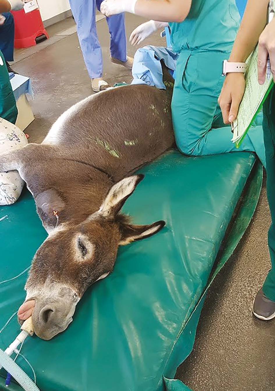 Care of a donkey under anaesthesia: A case study and nursing care ...