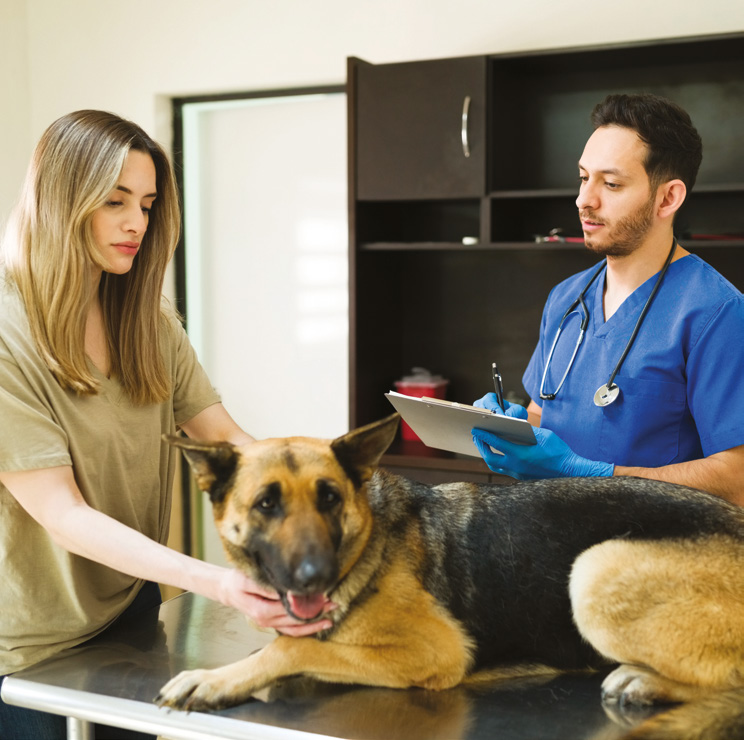 How VNs can support owners before, during and after the euthanasia of ...