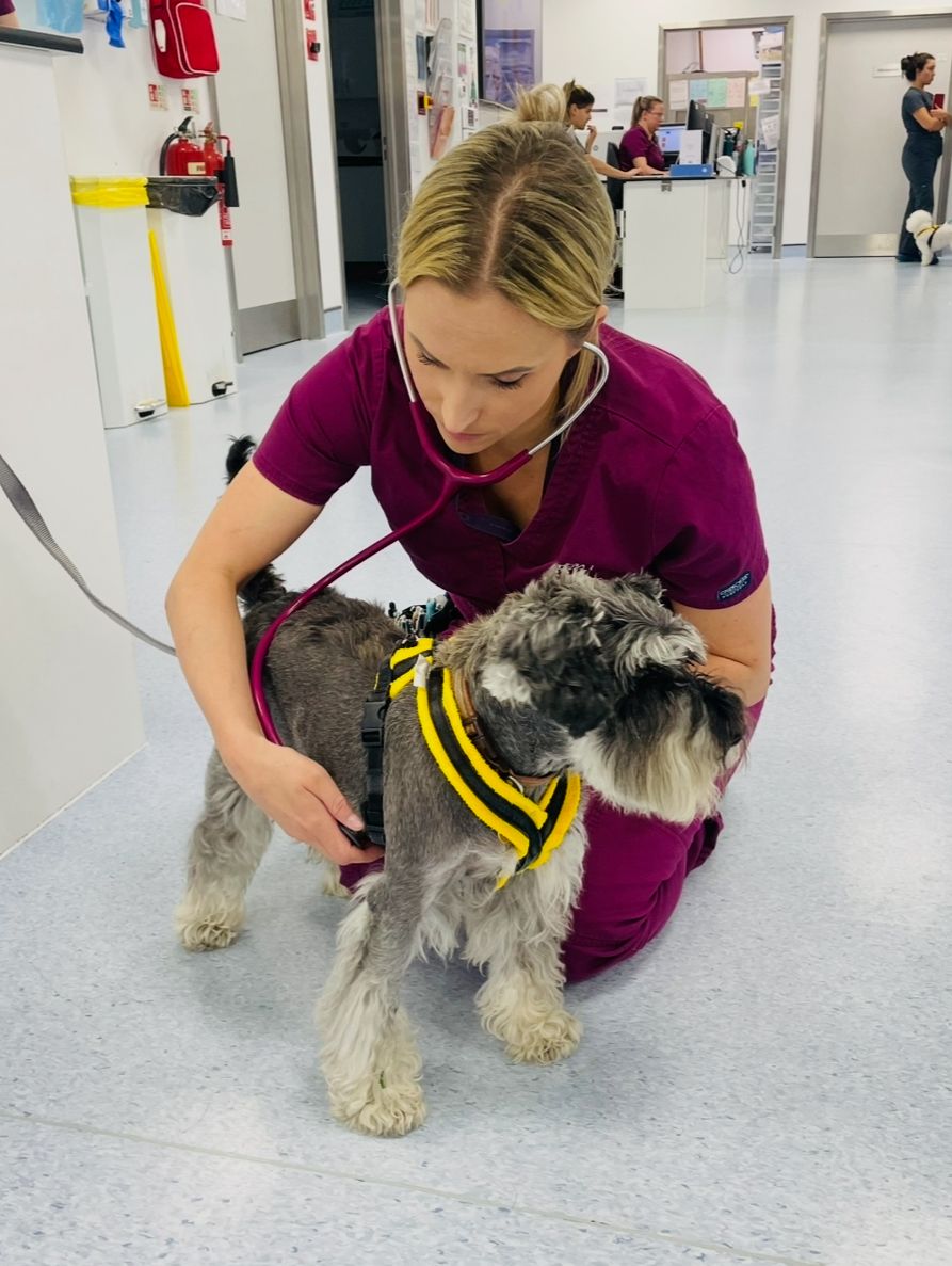 BVNA welcomes UK government commitment to consult on Veterinary Surgeons Act reform - British ...