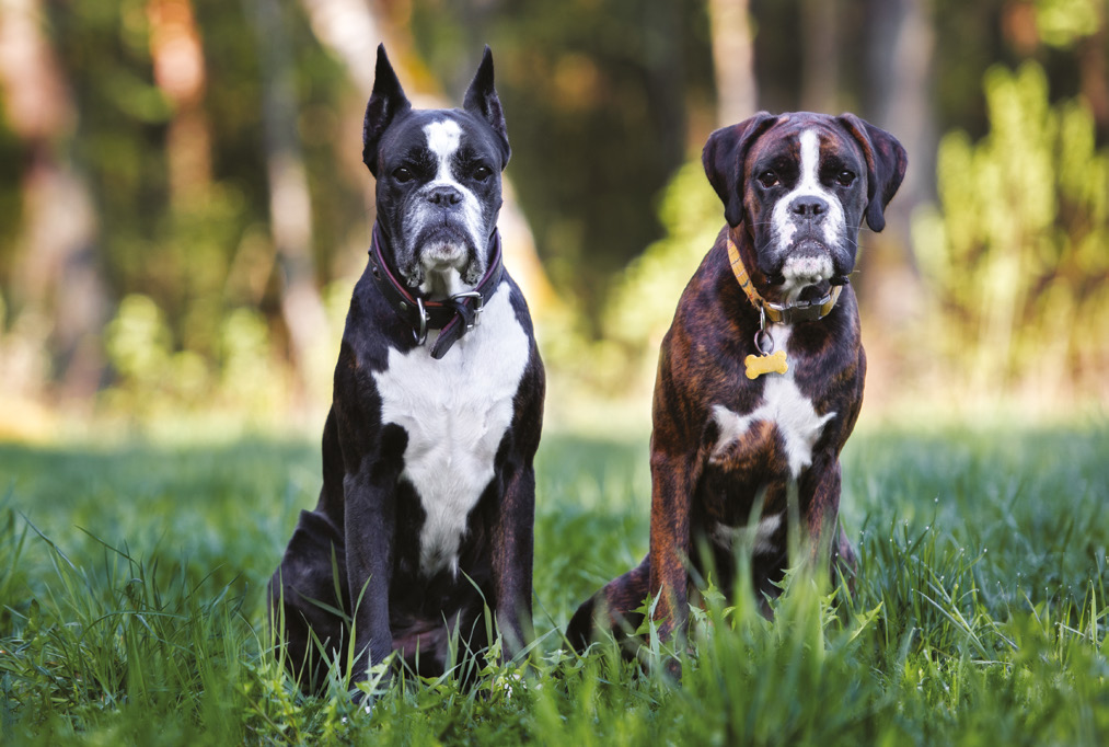 The welfare implications of ear cropping in dogs - British Veterinary ...